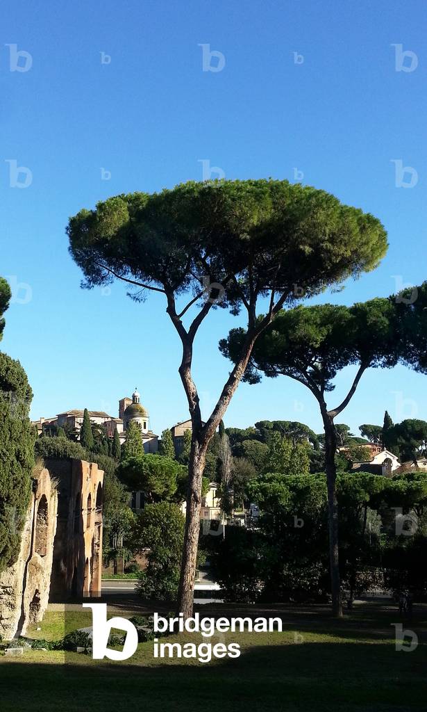 Image of The pines of Rome and part of the arches of