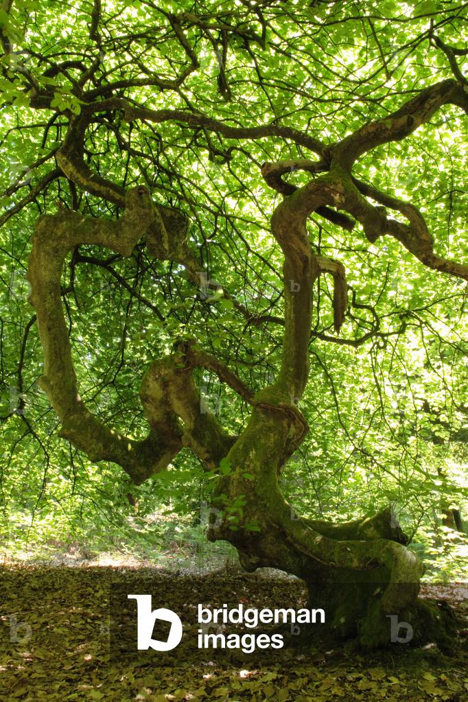 Faux de Verzy - Marne - Dwarf Beech - Faux de Verzy - France - Tortuosa ...