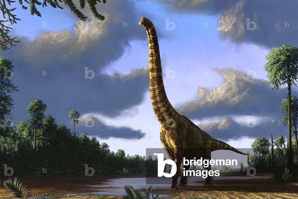 Image of Brachiosaurus - View of a Brachiosaur (Brachiosaurus Branchai ...