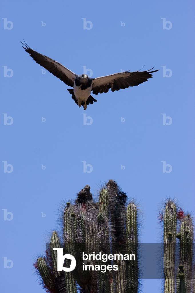 Clipart Falco Blu Falco Blu Immagini Vettoriali Stock Alamy