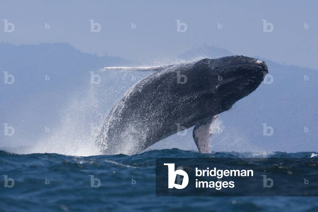 Image of Humpback Whale - Humpback Whale - Humpback Whale (Megaptera ...