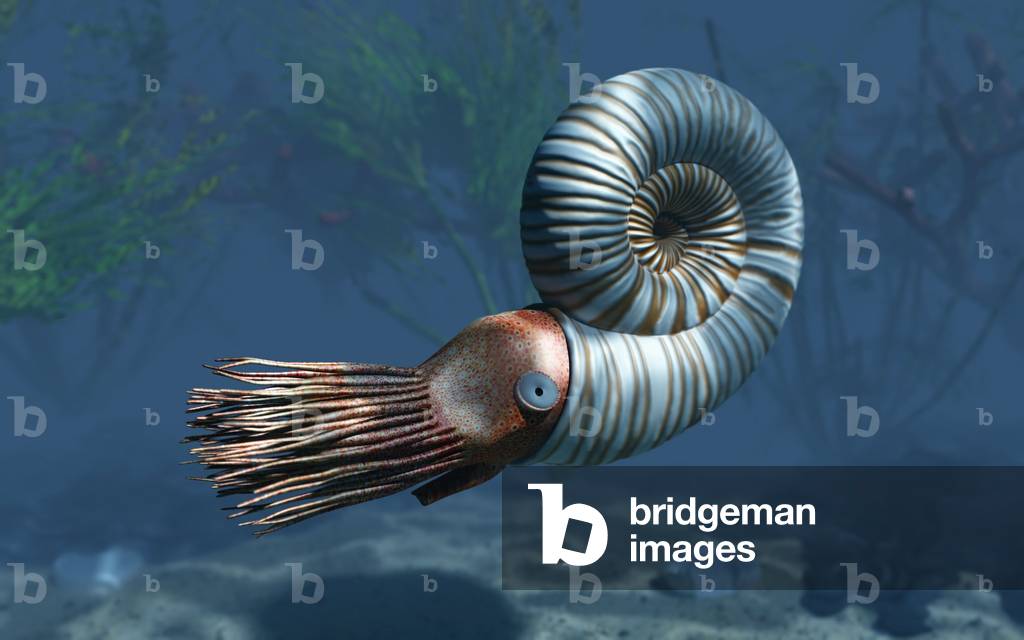 Image of Ammonite - Artist's view - Early Jurassic ammonite - Artist's
