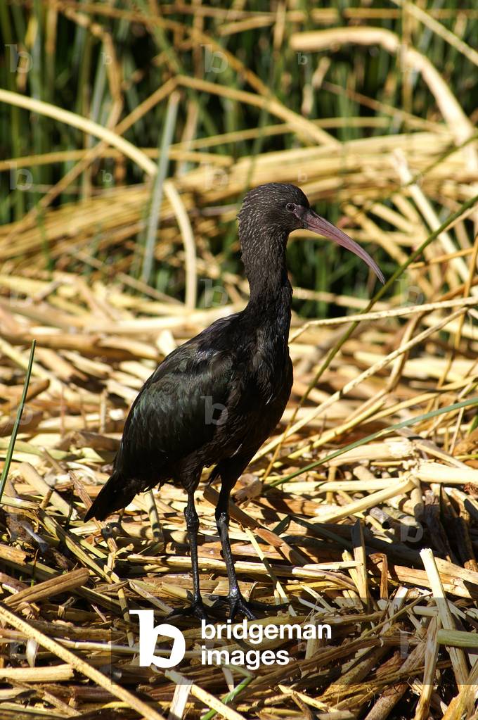 Image of Ibis de Ridgway - Puna Ibis - Ibis de Ridgway