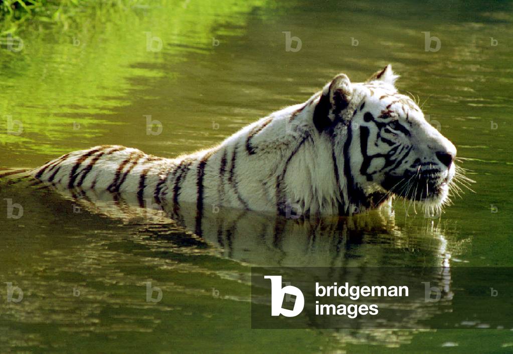 Image of Chester, a rare white tiger, explores his new home at