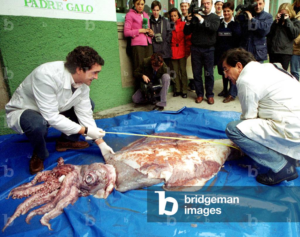Le Plus Gros Calmar Du Monde