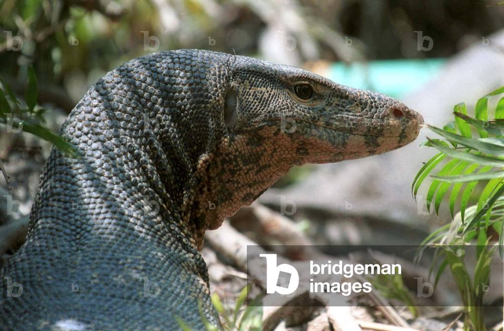 Image of GIANT MONITOR LIZARD EMERGES FROM IT'S JUNGLE HIDEOUT IN ...