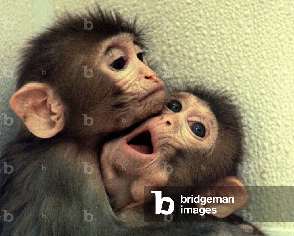 Baby Monkeys Hugging