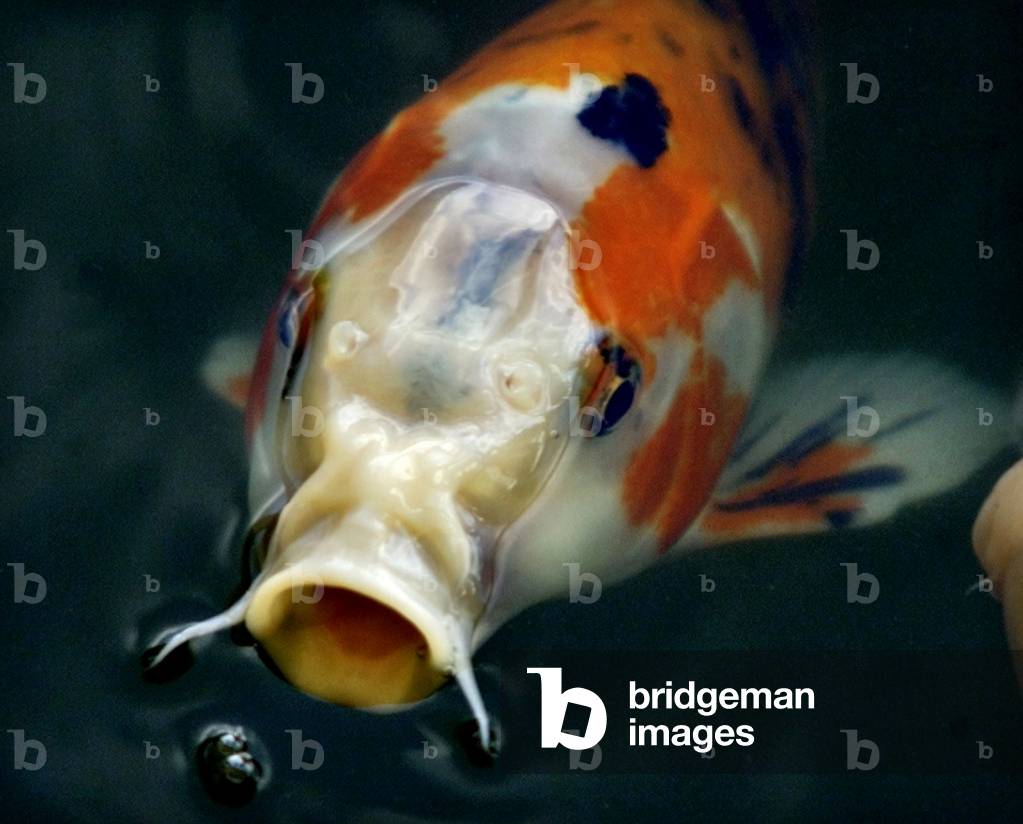 Image of A Japanese carp fish emits a bubble as it surfaces
