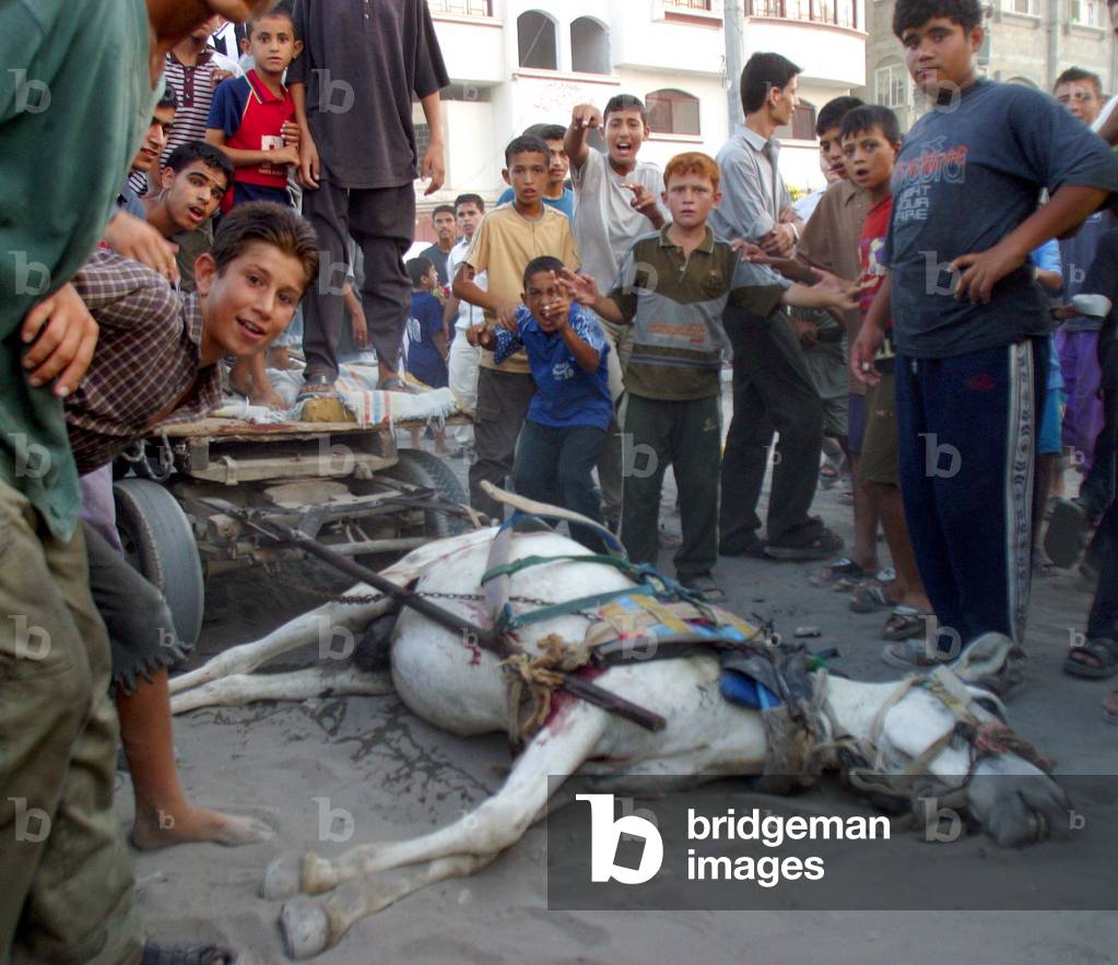 Image of PALESTINIANS GATHER AROUND A DONKEY KILLED IN ISRAELI ...