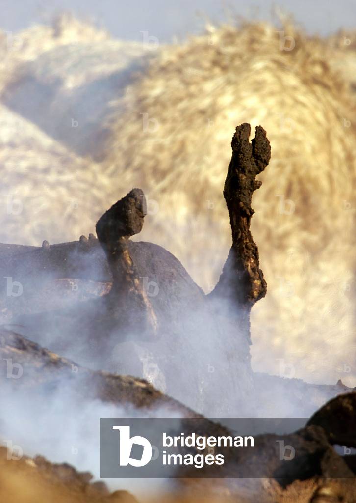 Image of REMAINS OF BURNT CATTLE WITH FOOT-AND-MOUTH DISEASE AT FARM IN
