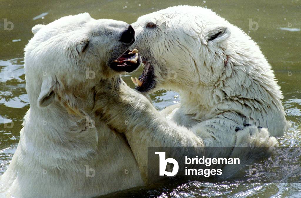 Image of Two female polar bears, Mien and Katrien, play as they