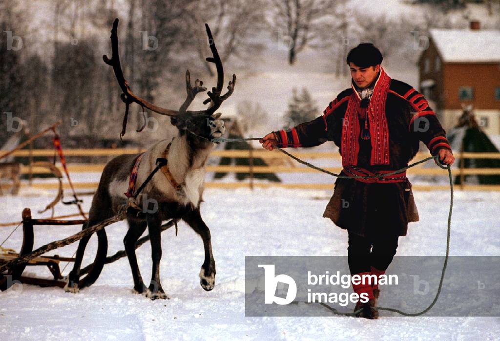 Image of A Sami man leads a rein deer to his enclosure