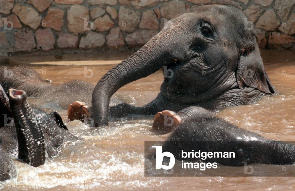 Image of Elephants seek relief from a four-day heat wave in their