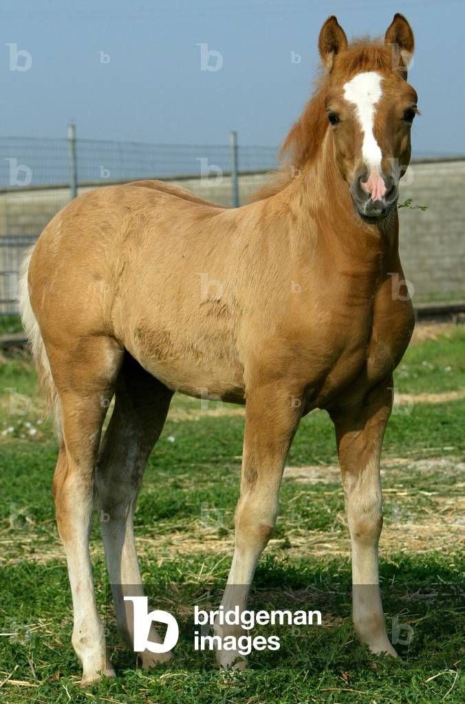 Image of Prometea, the world's first cloned horse from an adult cell