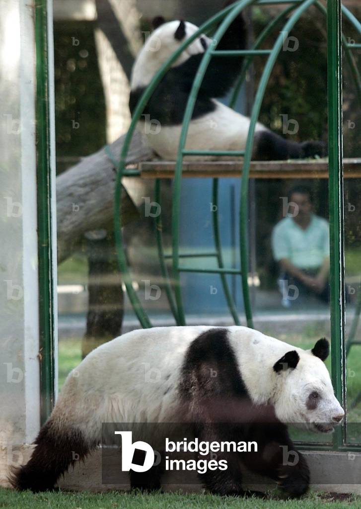 Image of Ling Ling, a male panda on loan to Mexico City's