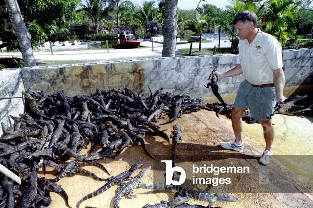 Image of Charles Thibos, owner of Everglades Alligator Farm in ...