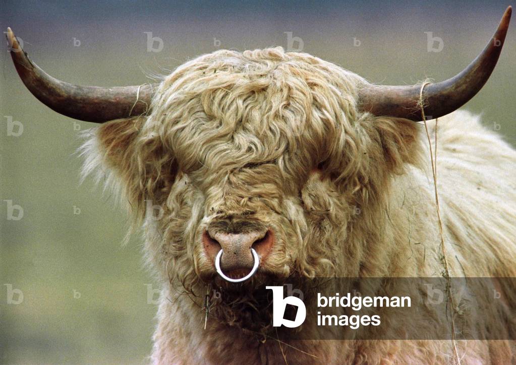 Image of A Scottish highlander race breeding bull who's parents where ...