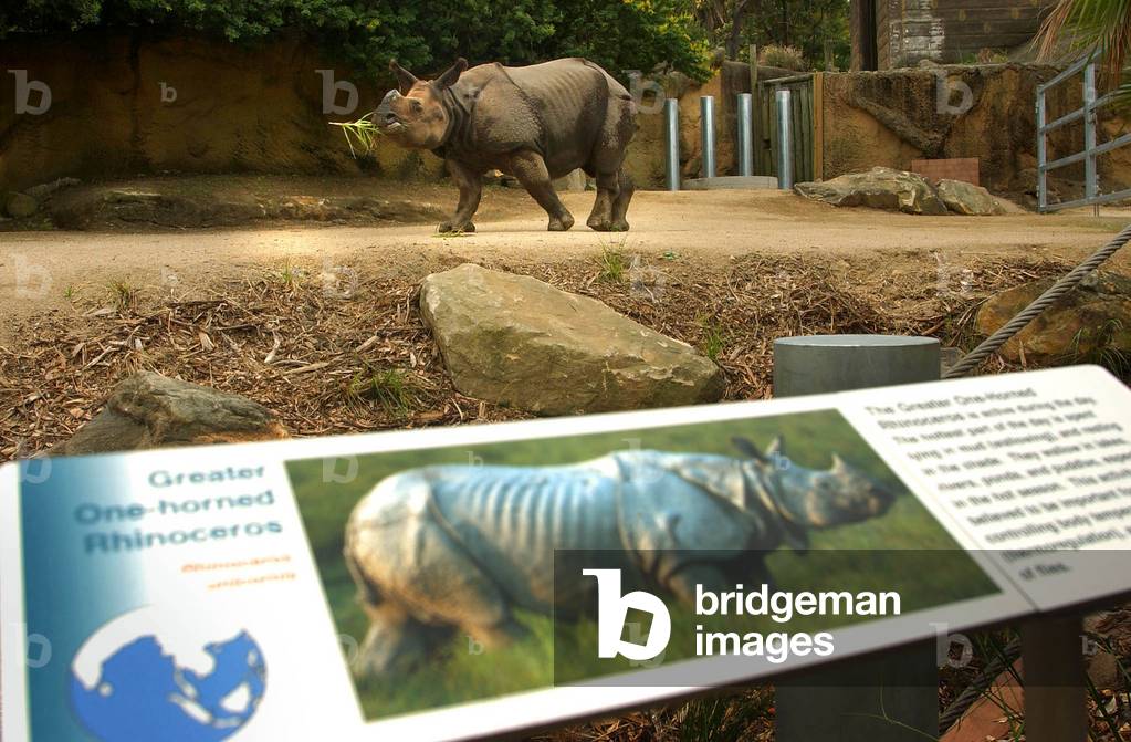 Image of THE FIRST GREATER ONE-HORNED RHINOCEROS EVER DISPLAYED IN ...
