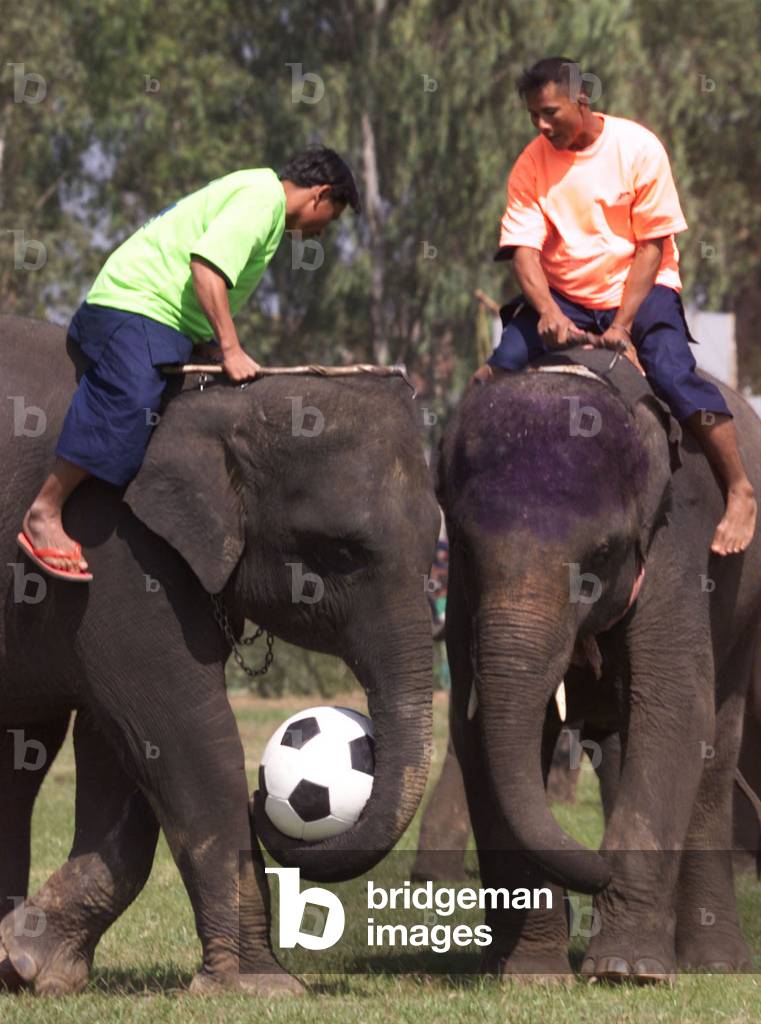 Image of THAI ELEPHANTS PLAY SOCCER DURING AN ELEPHANT FESITVAL IN SURIN,