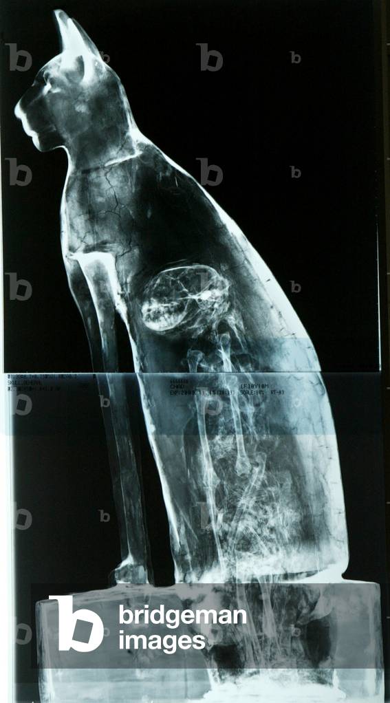 Image of The X-ray of a mummified cat is put on display
