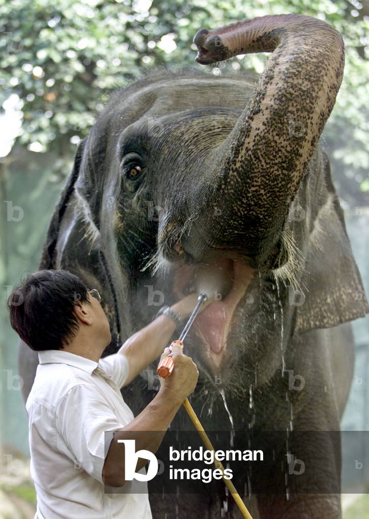 Image of A FILIPINO ZOO WORKER WASHES A SRI LANKAN ELEPHANT AT
