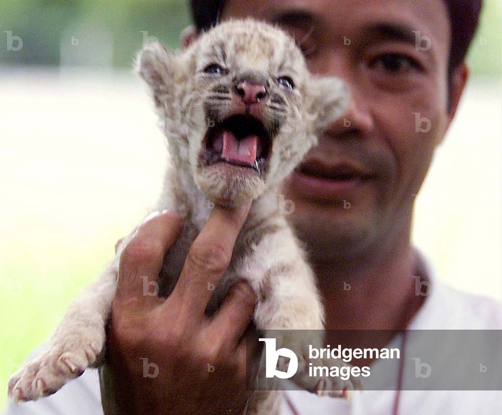 Image of A RARE WHITE TIGER CUB IS SHOWN TO THE PUBLIC