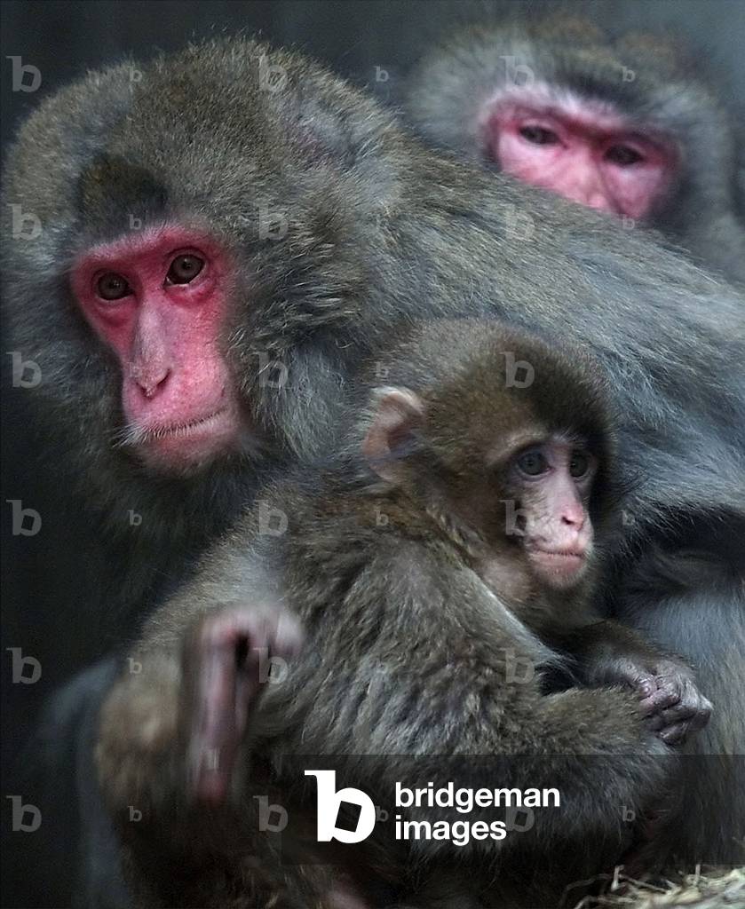 Image of A family of Japanese macaques with their one-year-old daughter ...
