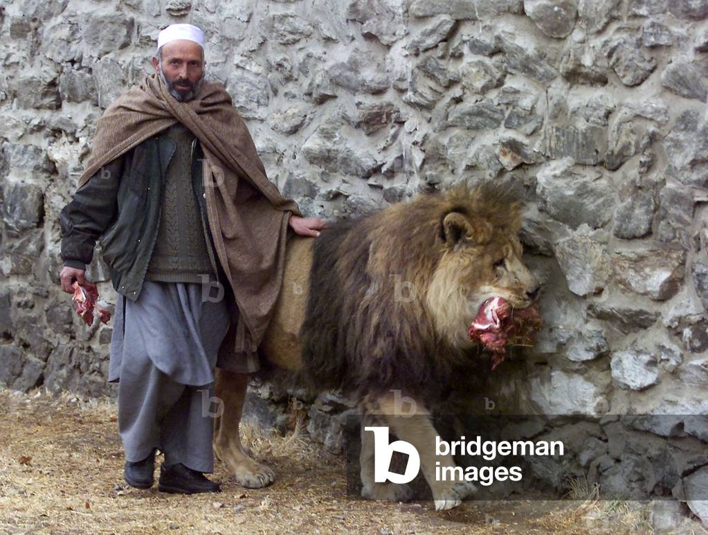 Image of A keeper follows Marjan, a 50 year-old blind African lion