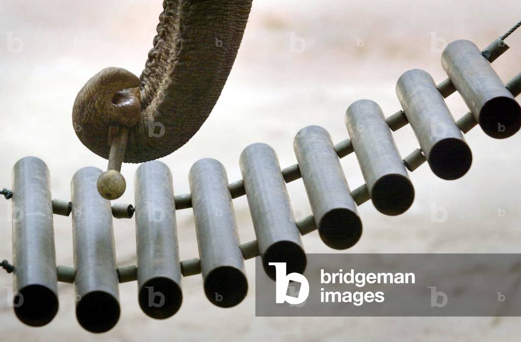 Image of A four-year-old male elephant named \"Phong\" plays a ...