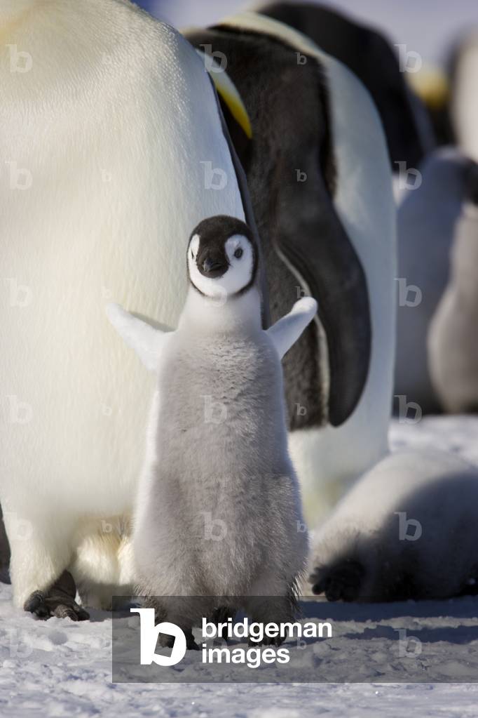 Image of Emperor penguin chick at the rookery (photo)