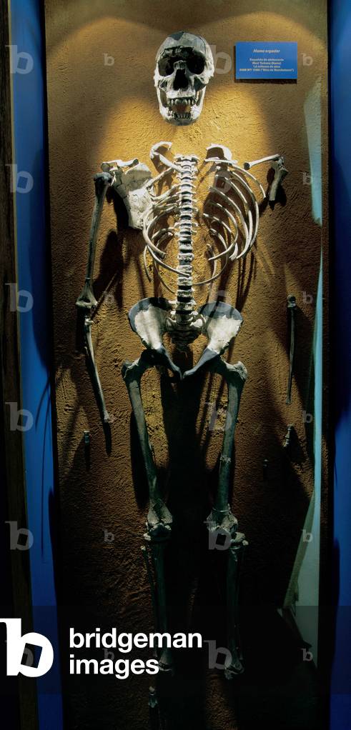 Image of Prehistory, paleolithic: child of Nariokotome or child of ...