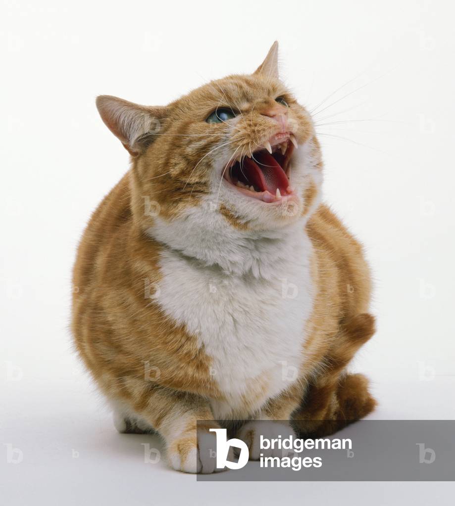 Cat Front View Sitting