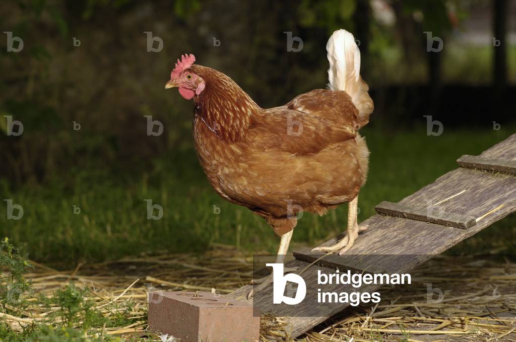 Image of Brown hen stepping down ladder from chicken coop