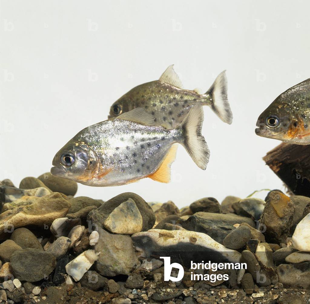 Image of Three Red-bellied piranhas (Pygocentrus nattereri) underwater ...