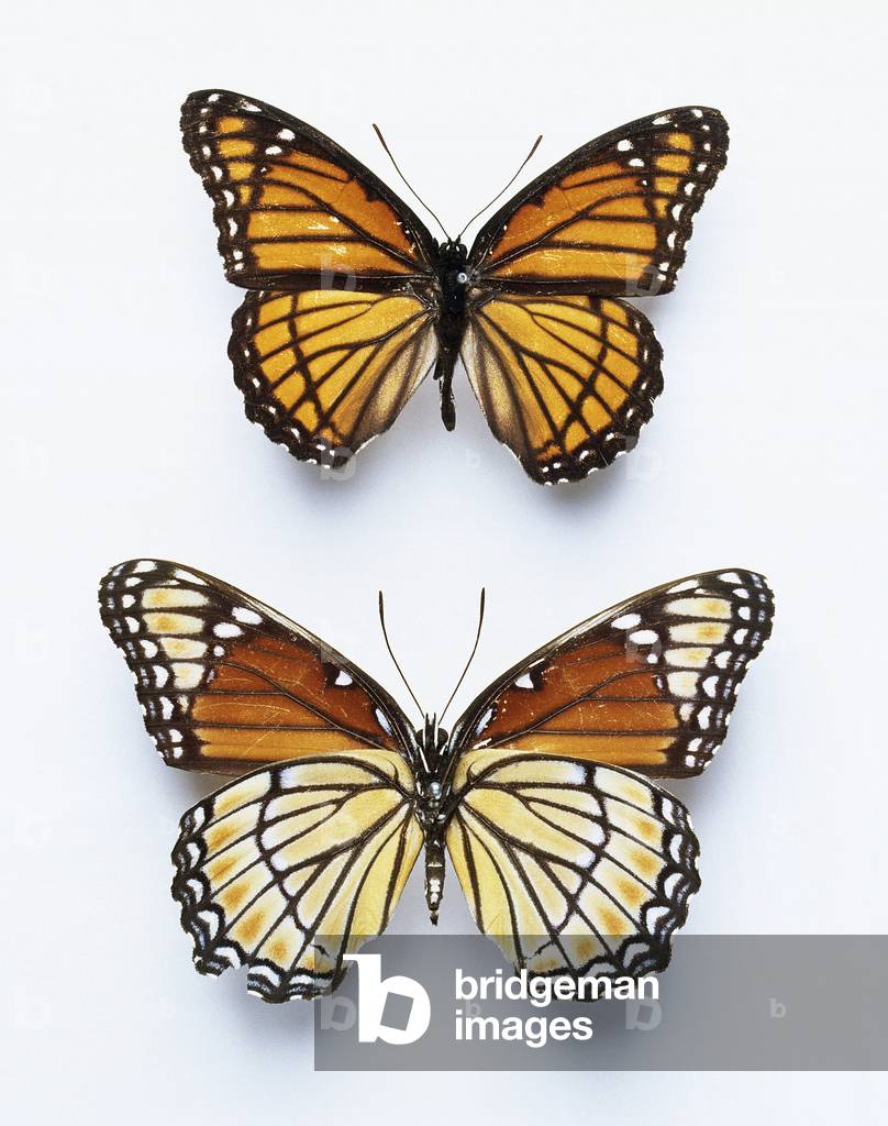 Image of Viceroy butterfly (Basilarchia archippus), male butterfly ...