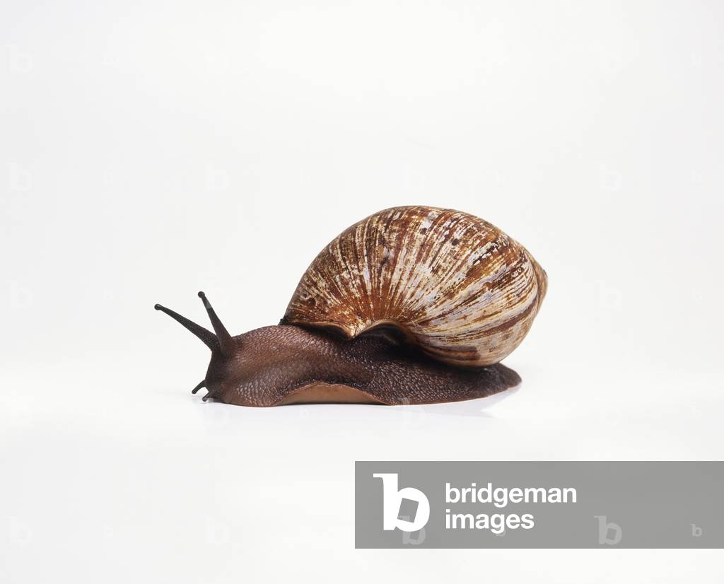 Image of Giant African land snail (Achatina fulica), side view (photo)