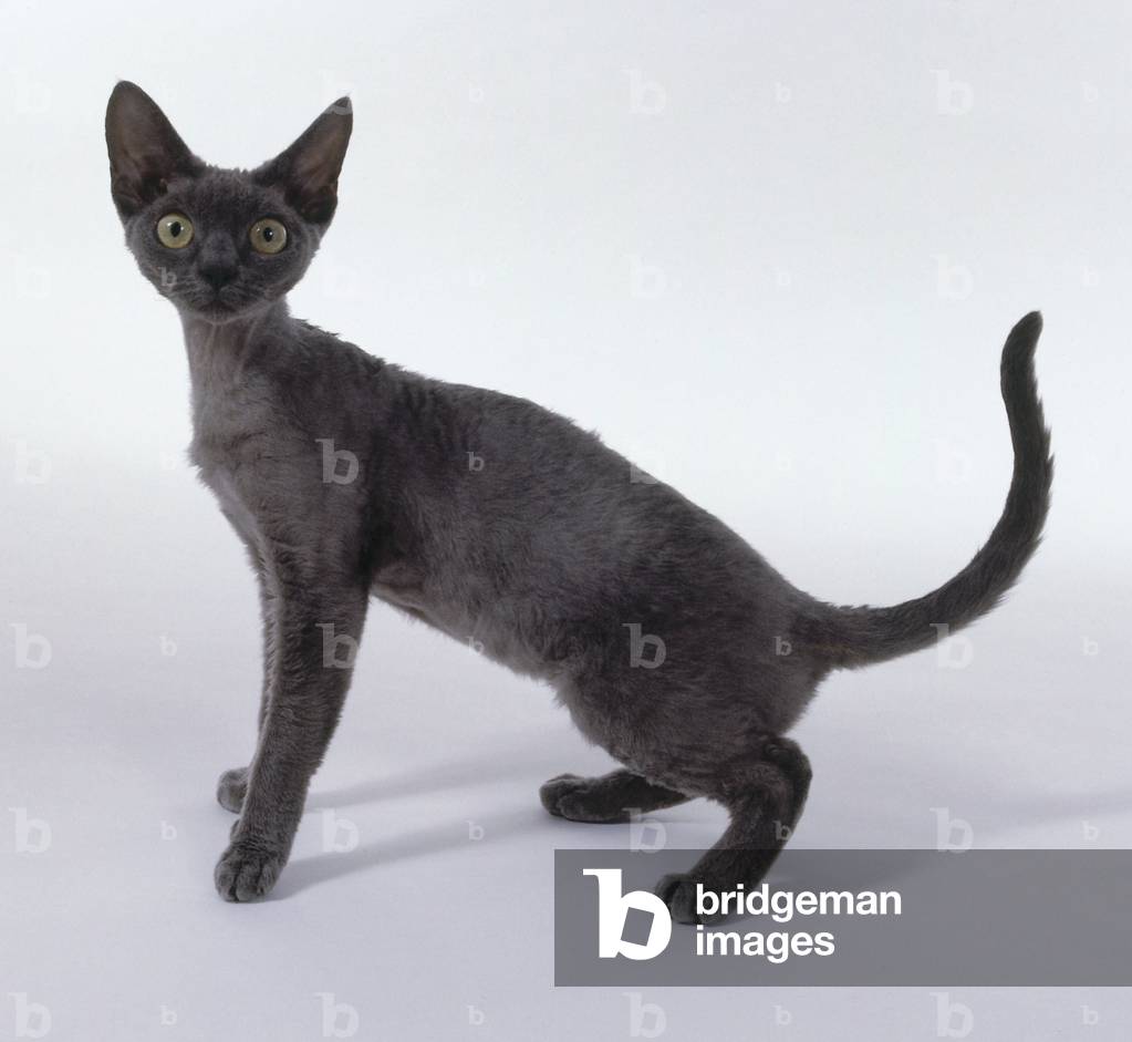 Image of Blue Devon Rex with even colouration and slanting eyes, standing