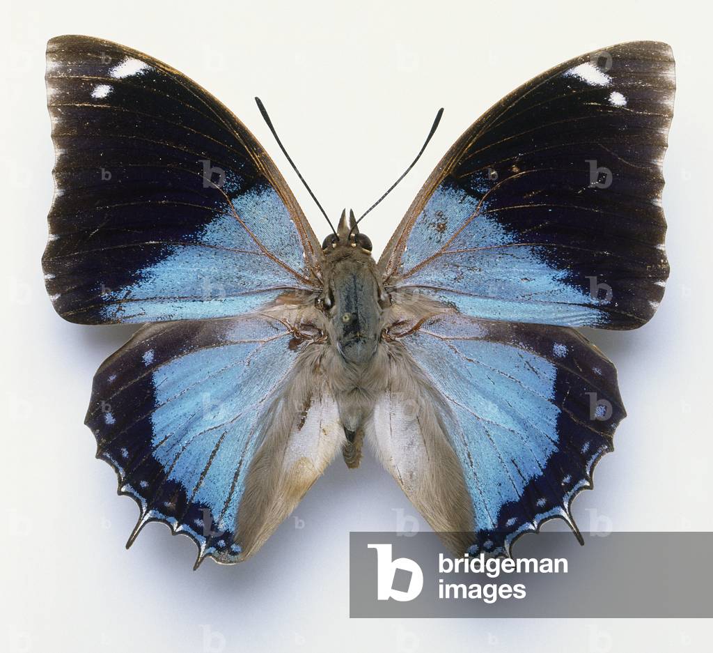 Image of Charaxes bohemani, Large Blue Charaxes, mounted male butterfly ...