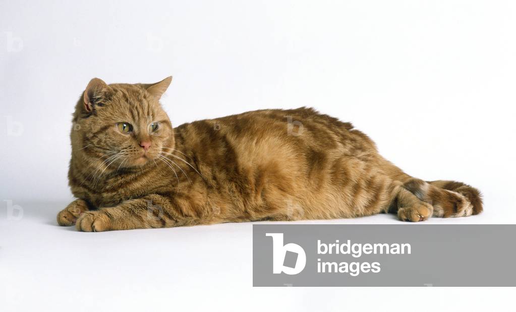 Image of Furry ginger Cat (Felis catus) lying down, looking back, side