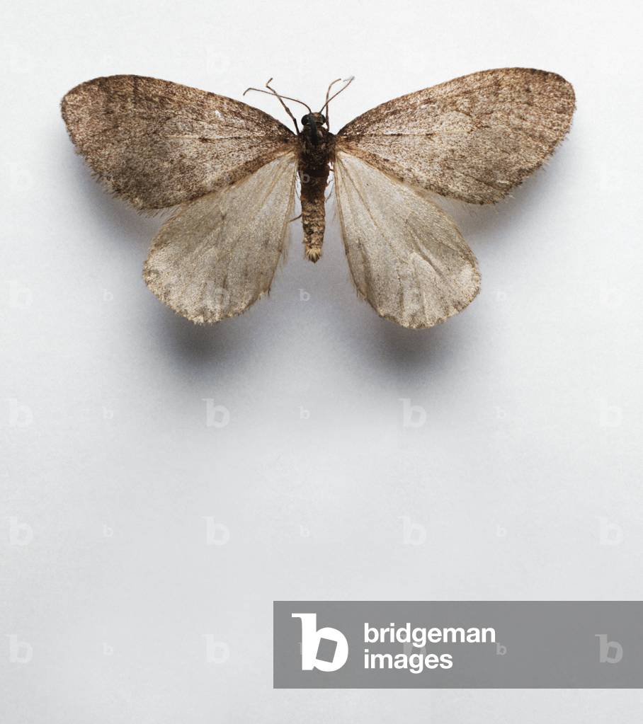 Image of Winter moth (Operophtera brumata), mounted male