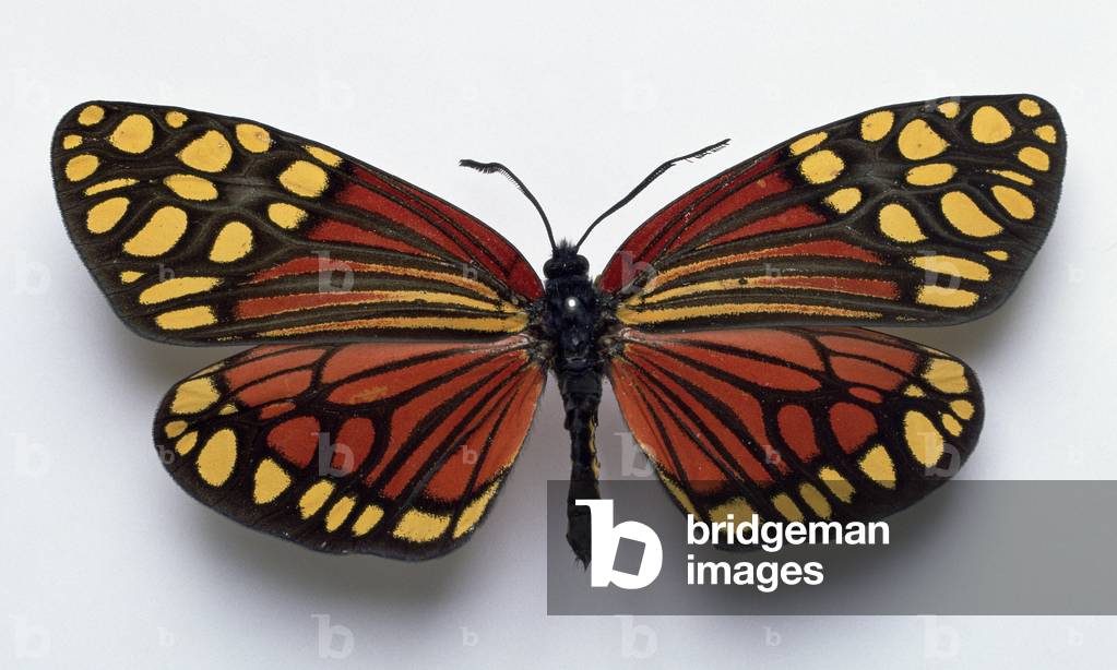 Image of Campylotes desgodinsi, fiery campylotes, mounted male moth ...