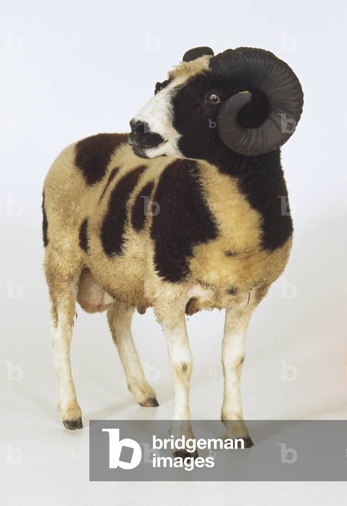 Image of Jacob sheep, Ram, black and white patches on body, curling