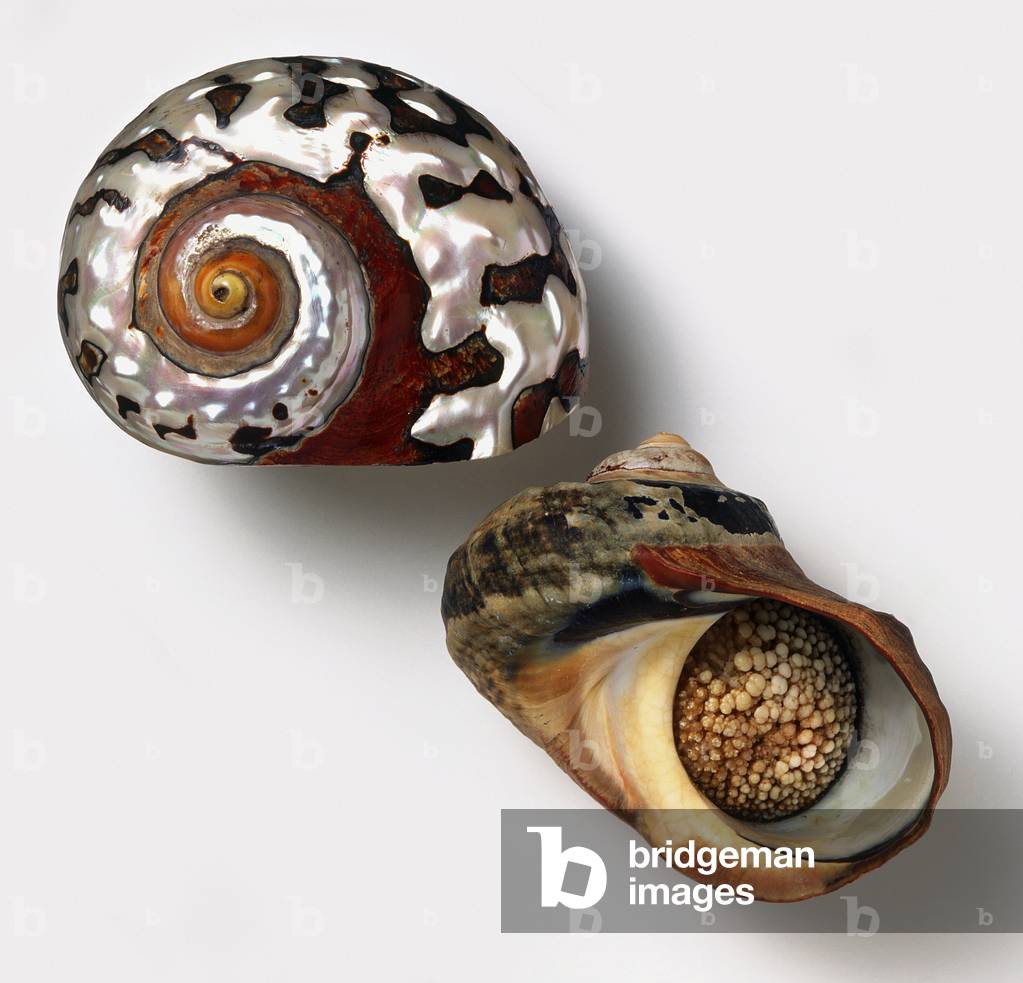 Image of Side and underside view of South African turban shell (Turbo