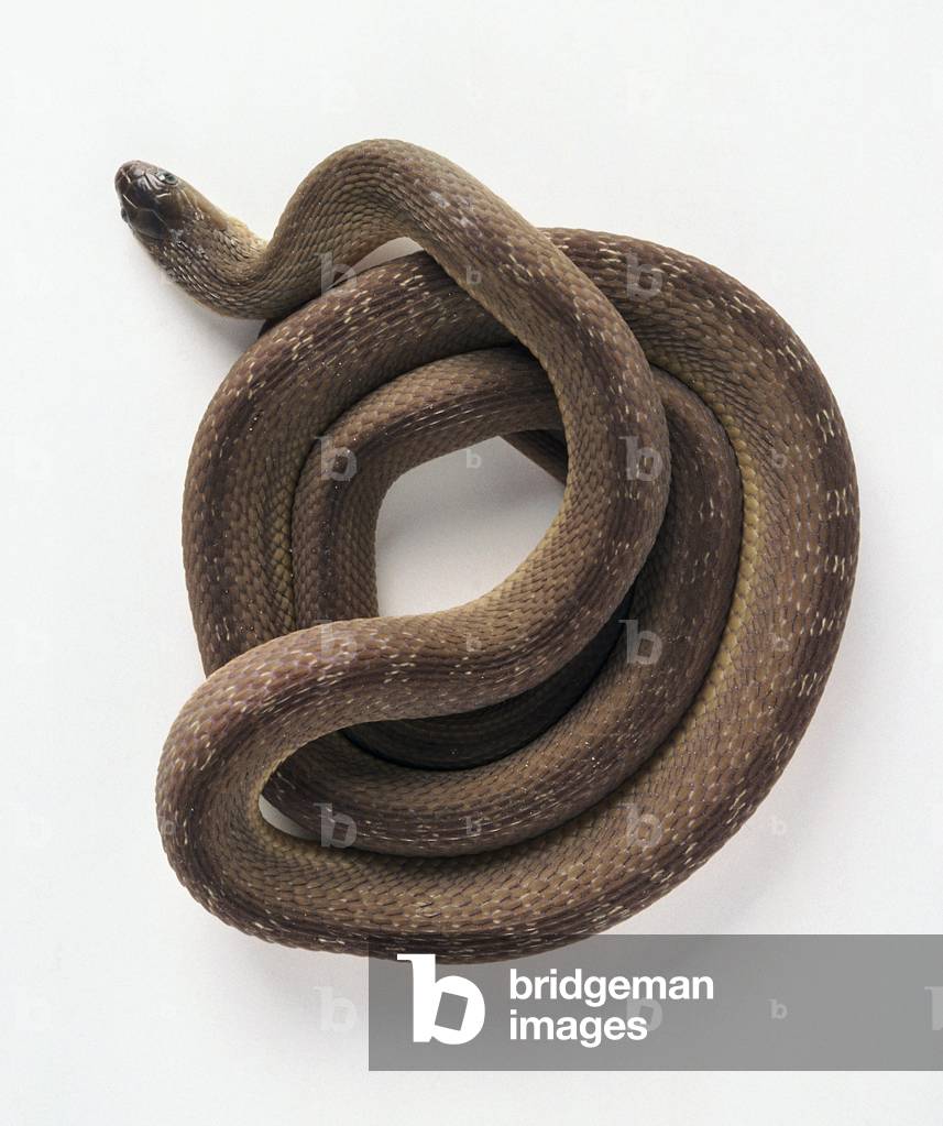Image of Common egg-eating snake (Dasypeltis scabra) curled up