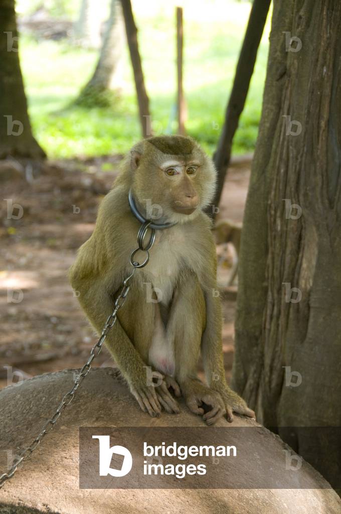 Image of Thailand, Kanchanadit, young Southern Pig-tailed Macaque ...