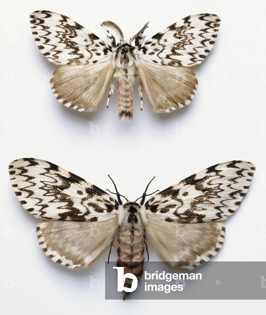 Image of Lymantria monacha, Black Arches, mounted male and female moth with
