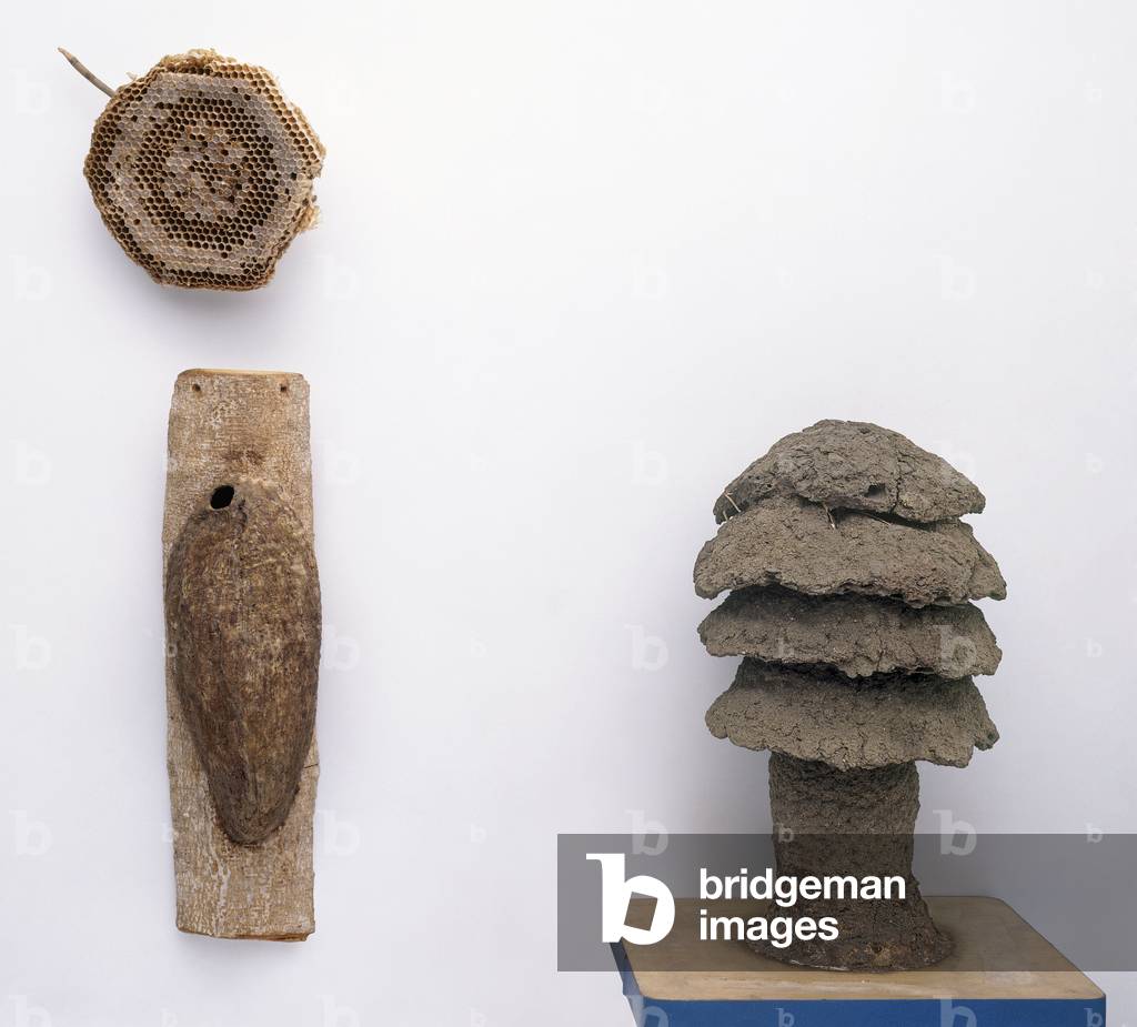 Nests built by African termites (Cubitermes sp.) and by two different ...