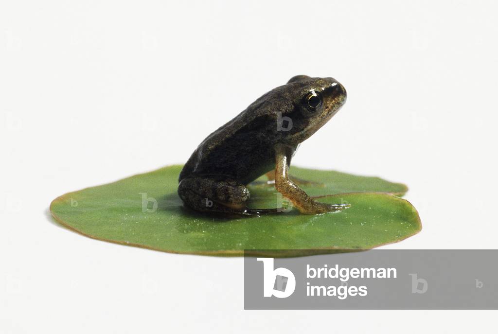 Young Frog