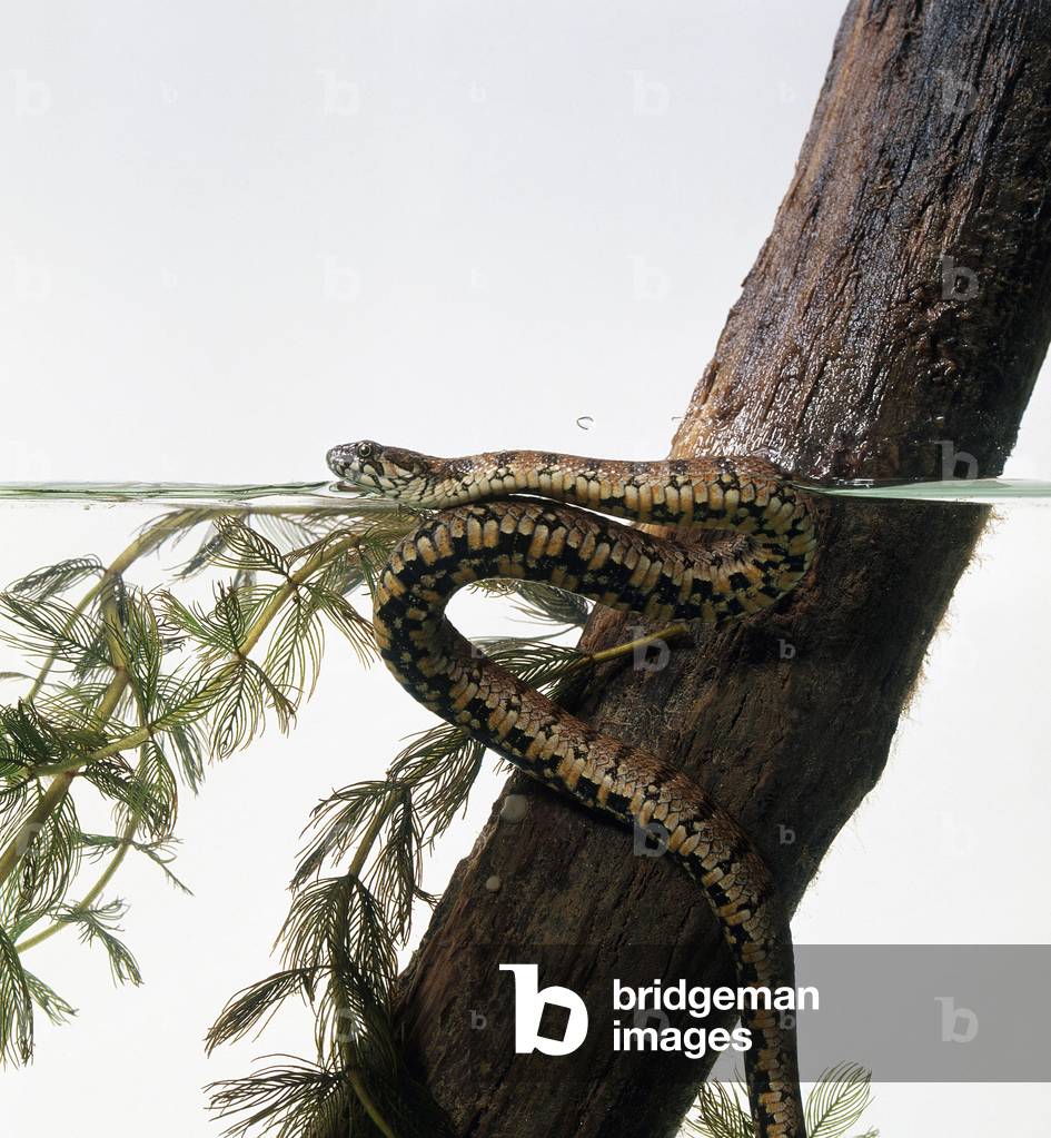 Image of Viperine water snake (Natrix maura) semi-submerged in water ...