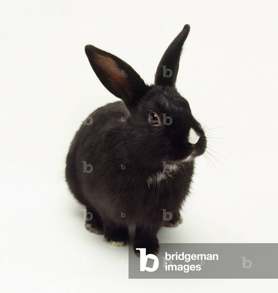 Image of Black and white domestic rabbit (Oryctolagus cuniculus) with ...